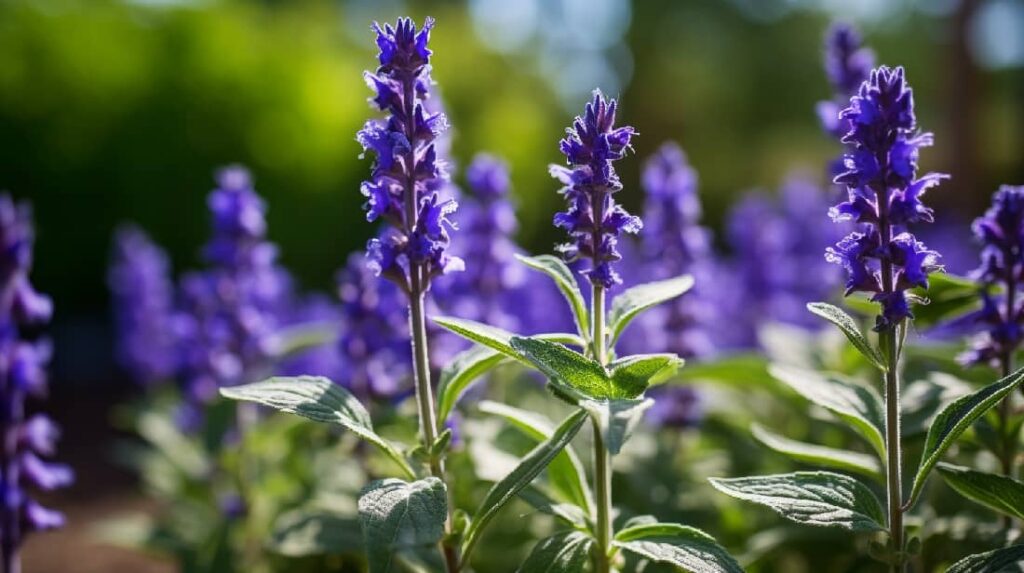Salvia Divinorum Effects and Dangers - Covenant Hills Treatment